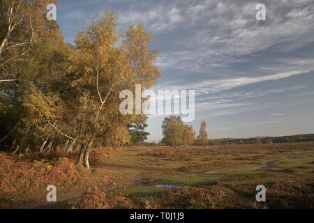 Edge of Matley Wood and Matley Holmes New Forest National Park England ...