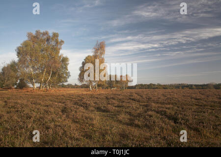 Edge of Matley Wood and Matley Holmes New Forest National Park England ...