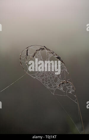 Cobweb and dew on grass stem Somerset Levels Somerset England Stock ...