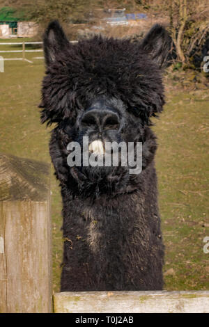 Portrait of Alpaca showing teeth Stock Photo - Alamy