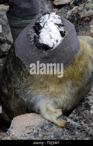 Stuffed seal with Little Auks for Kiviak Stock Photo - Alamy