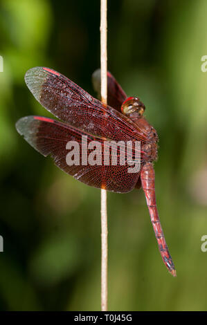 Indonesian Red winged Dragonfly - Neurothemis terminata standing on a ...