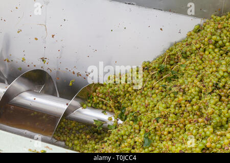 Mechanical harvesting Hanepoot grapes in vineyard with a New Holland ...