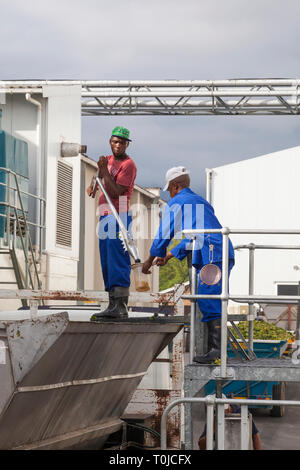 Grape Harvest Robertson, Robertson Wine Valley, Western Cape Winelands ...