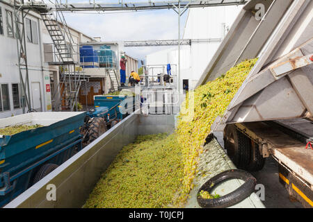Grape Harvest Robertson, Robertson Wine Valley, Western Cape Winelands ...