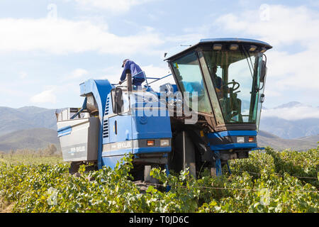 Grape Harvesting Robertson, Robertson Wine Valley, Western Cape ...