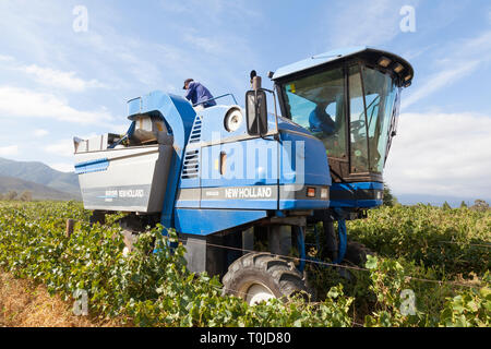 Grape Harvesting Robertson, Robertson Wine Valley, Western Cape ...
