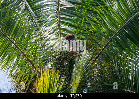 Ugandan red colobus monkey feeding in tree top Stock Photo - Alamy