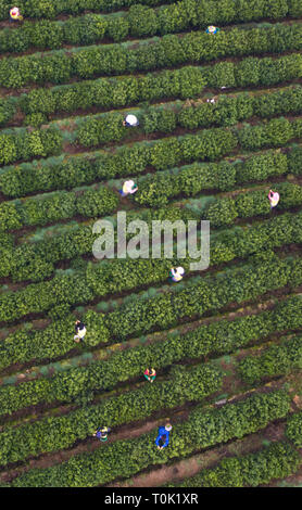 Aerial photo shows tea farmers working at the white tea plantation in ...