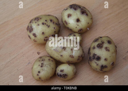 Potato with Common Scab Disease caused by Streptomyces Scabies Stock ...