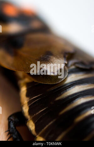 Cockroach little car Lucihormetica subcincta. Cockroaches ...