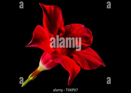 Beautiful bright red Mandevilla (rocktrumpet) - climbing and beautiful ...