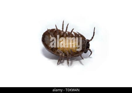 Pill Bug stuck on its back Stock Photo - Alamy