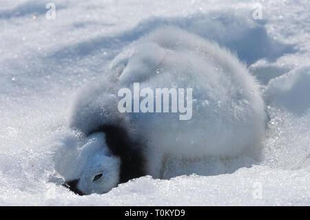 dead emperor penguin chick laying in ice, close up Stock Photo - Alamy