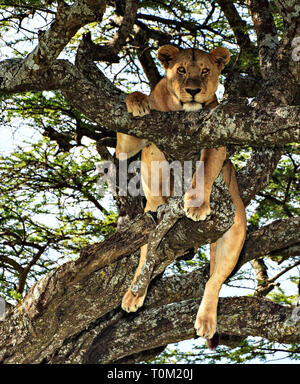Lion Looking Back Stock Photo - Alamy
