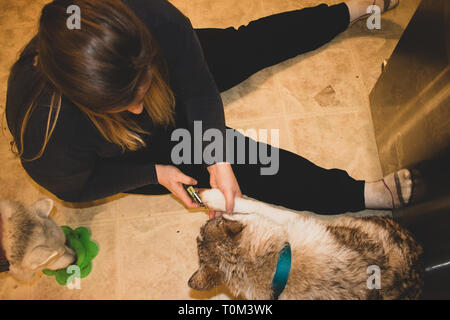Clipping a dog's claws concept,siberian husky Stock Photo - Alamy