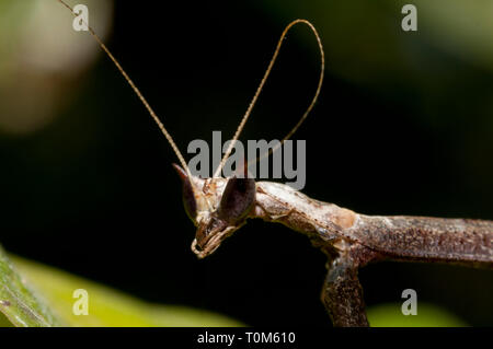 Praying Mantis, Paratoxodera sp, detail of head, Klungkung, Bali ...