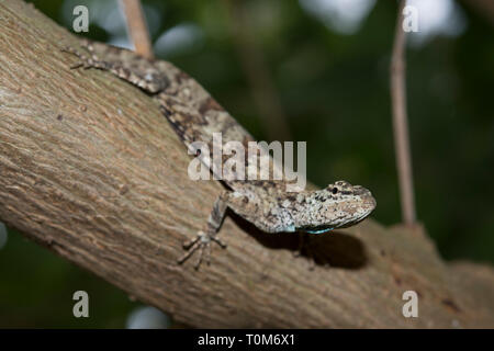 Flying lizard Draco volans Agamidae male with his gular flap and wings extended Sulawesi Stock ...