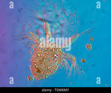 Copepods (meaning "oar-feet") are a group of small crustaceans found in ...