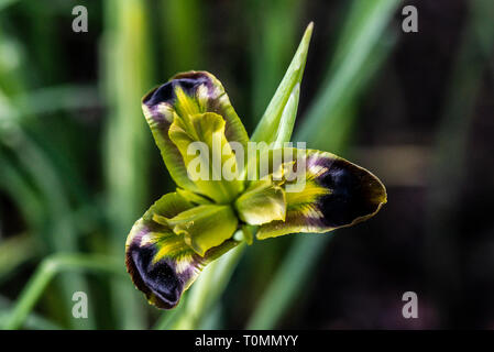 Black-widow Iris (Hermodactylus tuberosus) flowering, growing on ...