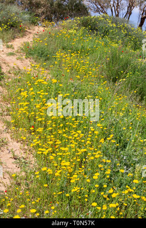 natural Israeli landscape. Photographed in Israel in February Stock ...