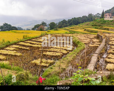 Harvested rice in the Rice Paddies, Yunnan, China Stock Photo - Alamy
