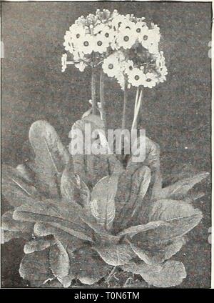 Dreer's 1950 (1950 Stock Photo - Alamy