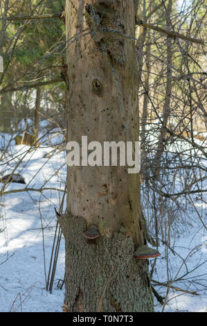 Wood affected with woodworm Ips typographus. Damaged tree trunk close ...