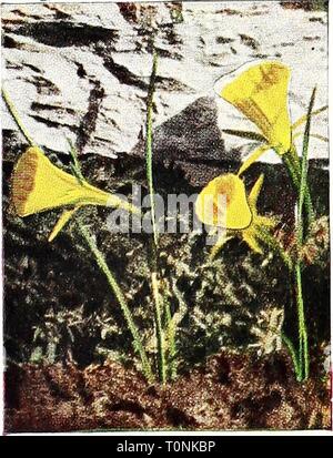 Dreer's 1949 fall bulb catalog Stock Photo - Alamy