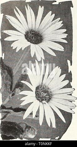 Dreer's 1950 (1950 Stock Photo - Alamy