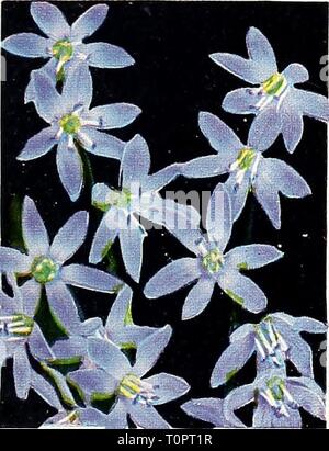 Dreer's 1949 fall bulb catalog Stock Photo - Alamy