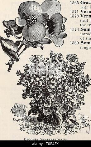 Dreer's garden book 1906 Stock Photo - Alamy