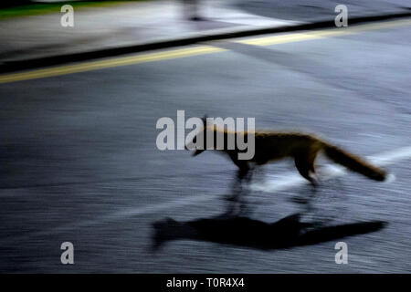 Fox at night crossing road Stock Photo - Alamy