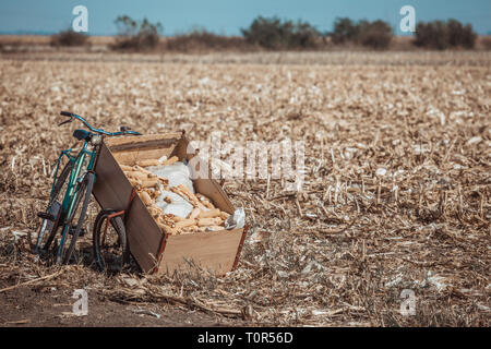 Green bicycle leaned on trailer full of corns on corn field with old ...