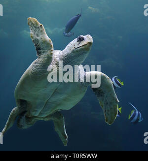 View of loggerhead sea turtle in New Caledonia Stock Photo - Alamy