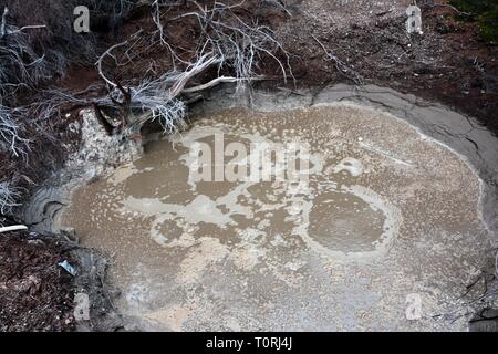 Kuirau Park Mud Pool in Rotorua, New Zealand Stock Photo - Alamy