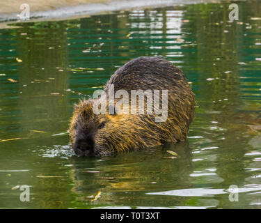 Coypu nutria Aquatic South American rodent resembling a small beaver ...
