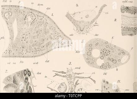 Dr HG Bronn's Klassen und Stock Photo - Alamy