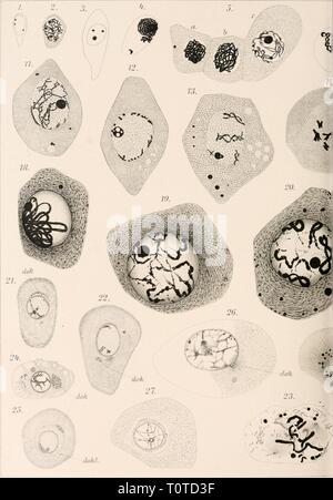 Dr HG Bronn's Klassen und Stock Photo - Alamy