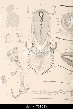 Dr HG Bronn's Klassen und Stock Photo - Alamy