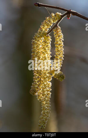 Hazel tree male catkins (Corylus avellana Stock Photo - Alamy
