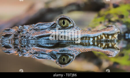 Common Caiman (Caiman crocodilus) alligator Close up of mouth and eye ...