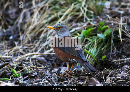 Chestnut Thrush, Turdus rubrocanus, Sattal, Nainital, Uttarakhand ...
