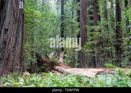 Giant redwood trees in Humboldt Redwoods State and National Park along ...