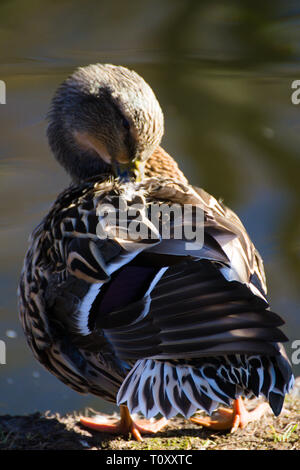 Mallard duck hen preening herself at Alderwood Park in Surrey, British ...