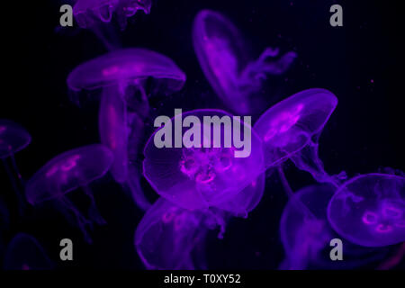 Medusa on a black background. Medusa backlit with purple light Stock ...