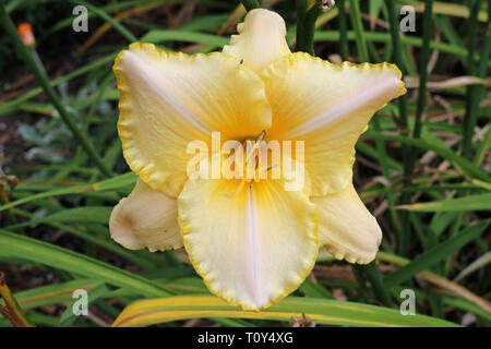 HEMEROCALLIS SERENA SUNBURST. DAYLILY Stock Photo - Alamy