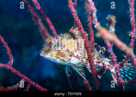 Marbled rockfish (Sebastiscus marmoratus) resting on blanches of ...