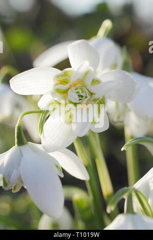Galanthus nivalis f. pleniflorus 'Flore Pleno'. Fragrant blooms of ...