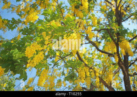 Cassia fistula, known as the golden rain tree, canafistula and in ...